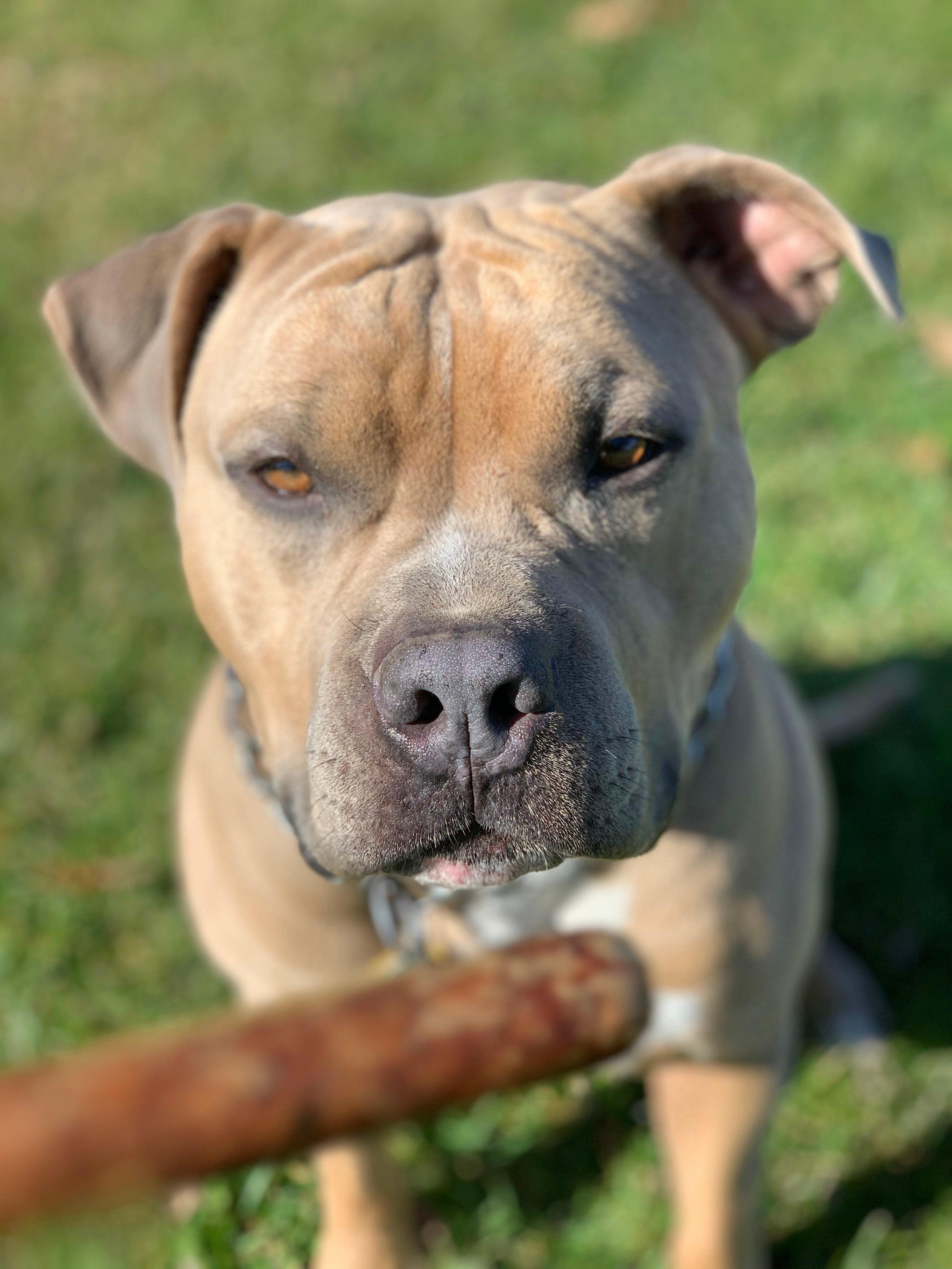Dog Treats – Reptilinks