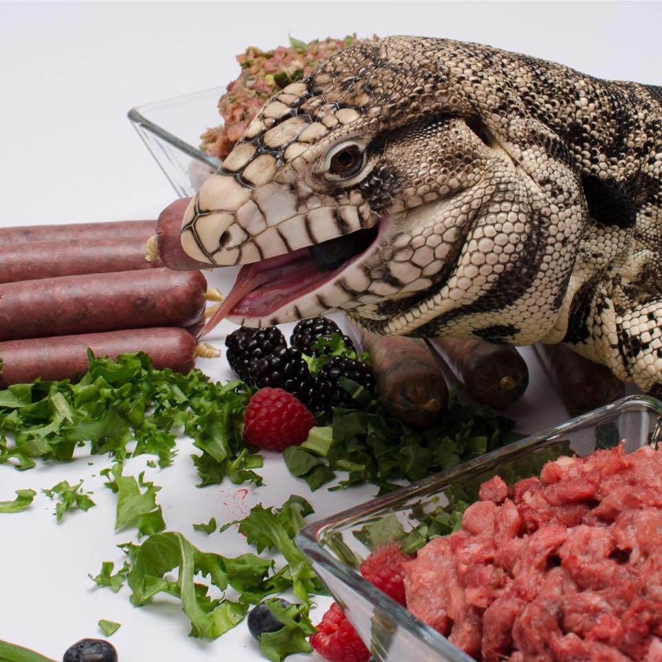 Tegu Hatchling Bundle - The best Tegu food on the market. – Reptilinks
